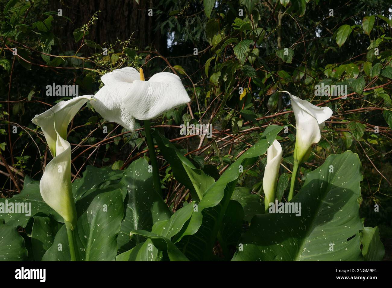 A Calla Lily growing beside a nature trail blooms in early spring in ...