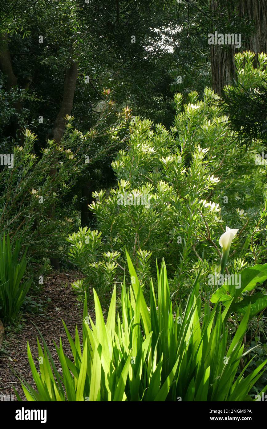A Calla Lily growing beside a nature trail blooms in early spring in ...