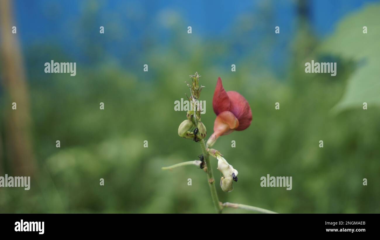 Closeup of flowers of Macroptilium lathyroides also known as Phasey ...
