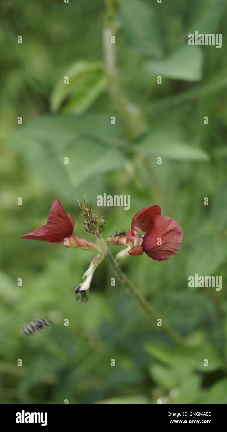 Closeup of flowers of Macroptilium lathyroides also known as Phasey ...