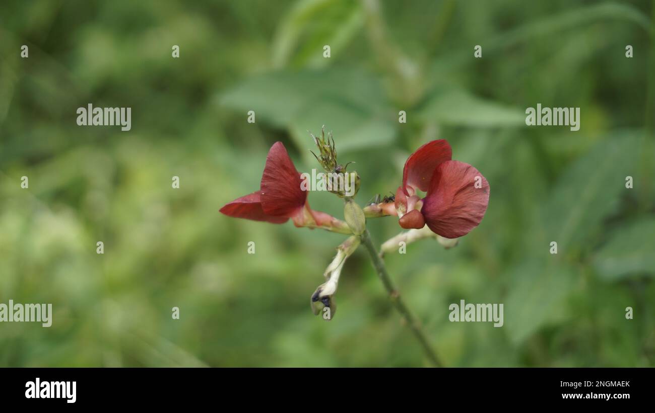 Closeup of flowers of Macroptilium lathyroides also known as Phasey ...