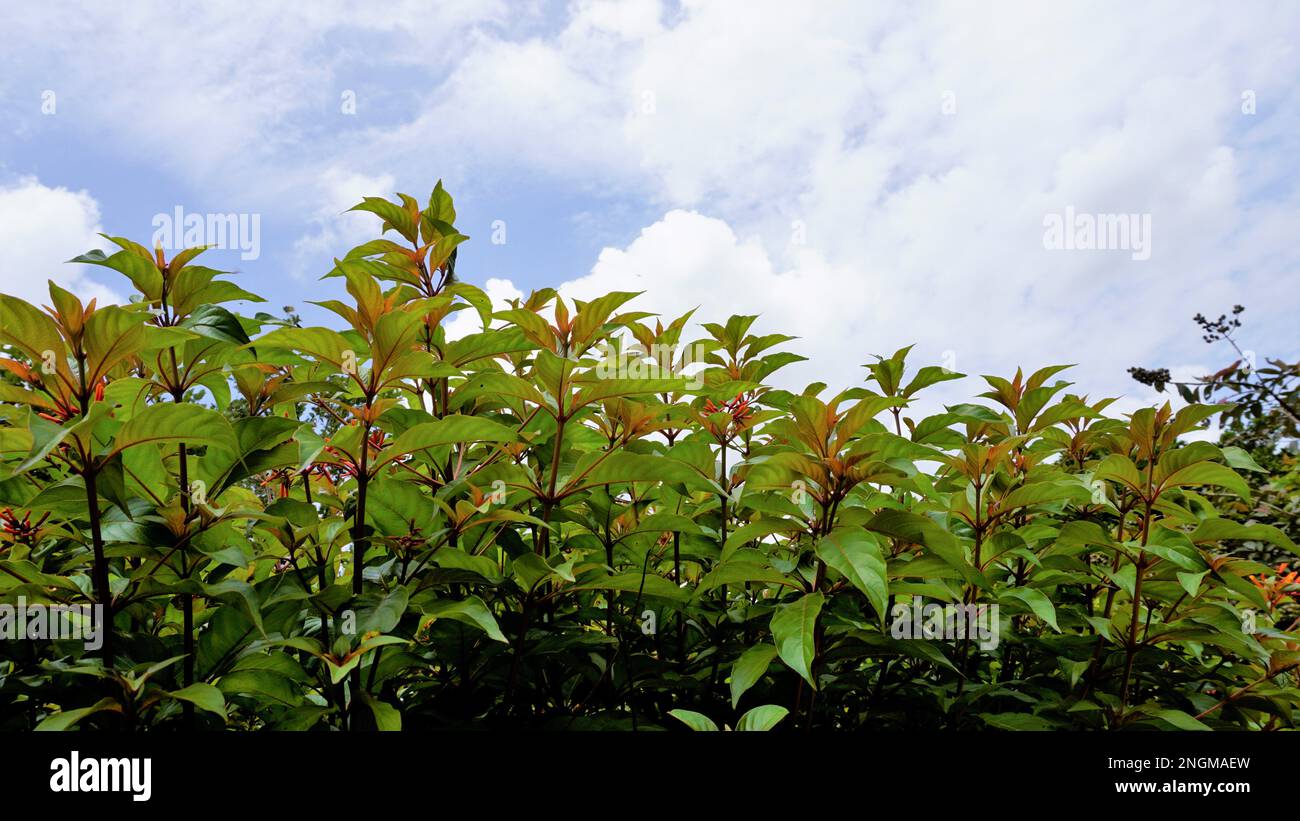 Beautiful natural background with clear sky with plant Hamelia patens ...