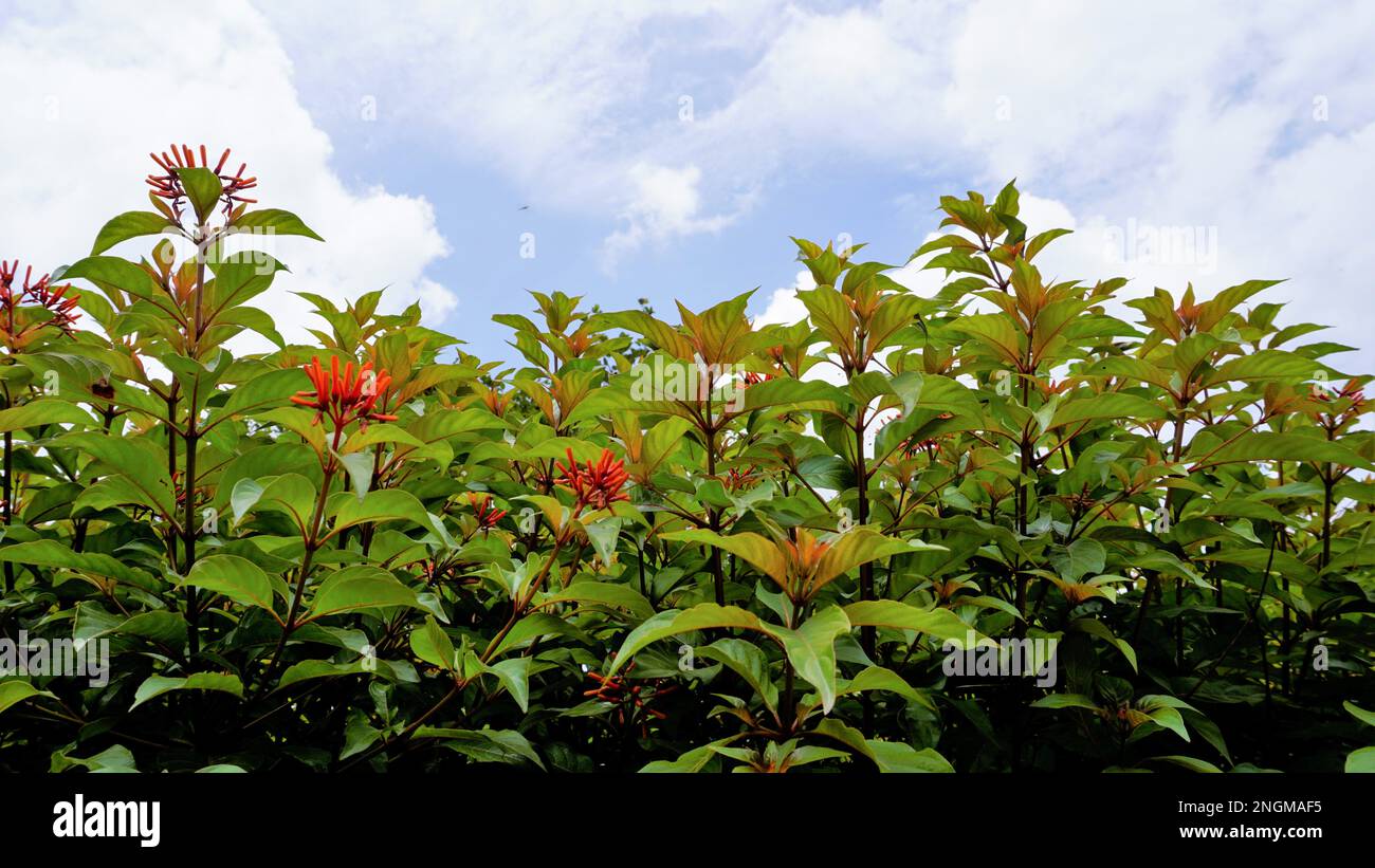 Beautiful natural background with clear sky with plant Hamelia patens ...