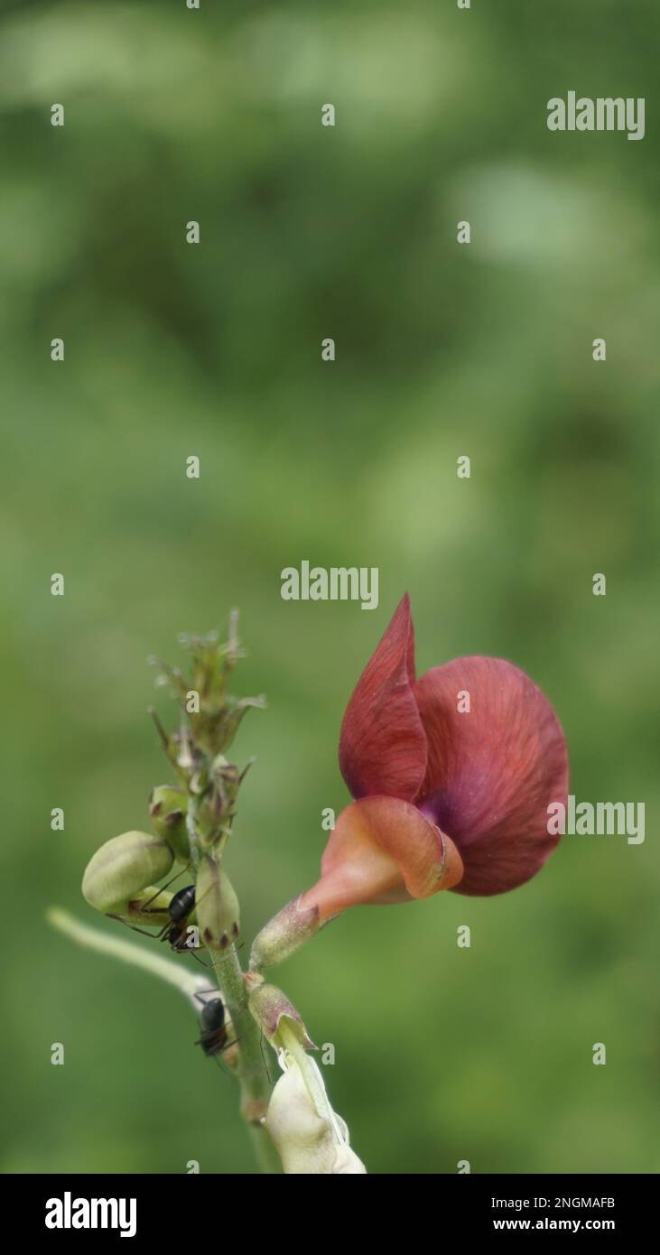 Closeup of flowers of Macroptilium lathyroides also known as Phasey ...