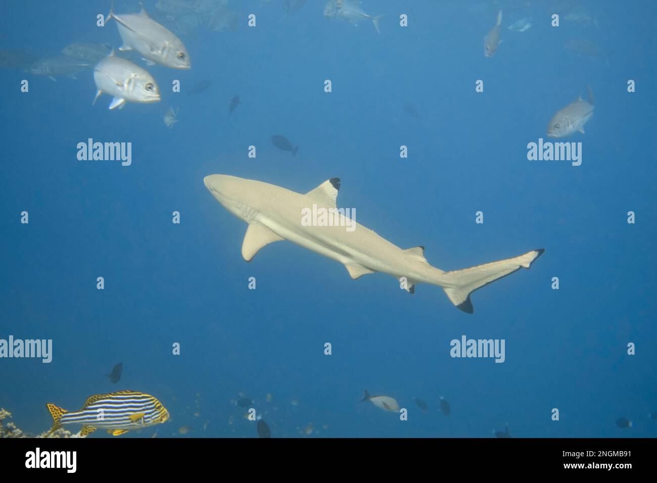 Fish shoal thailand reef shark hi-res stock photography and images - Alamy