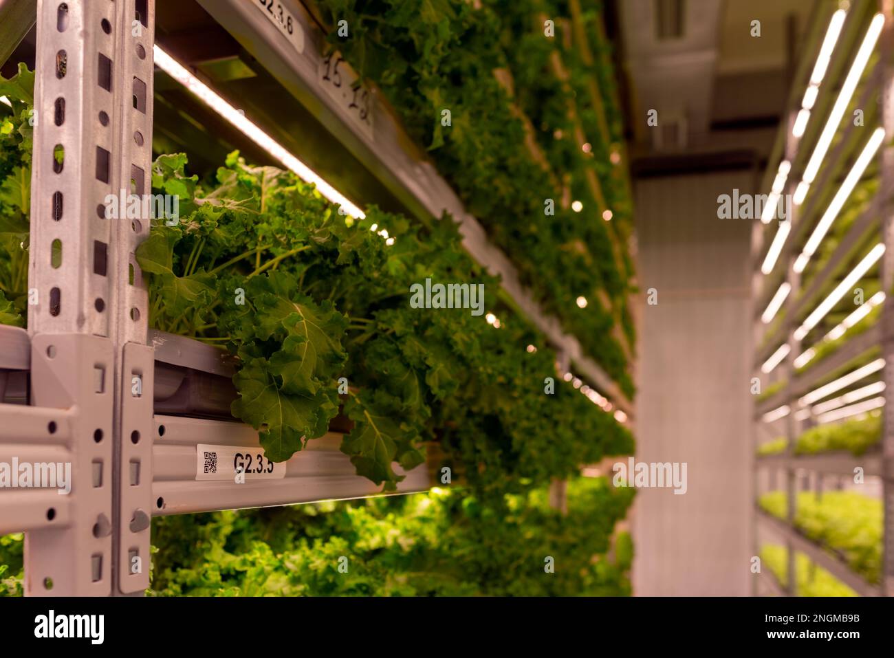 Adult and young microgreens on shelves in different racks on the light ...