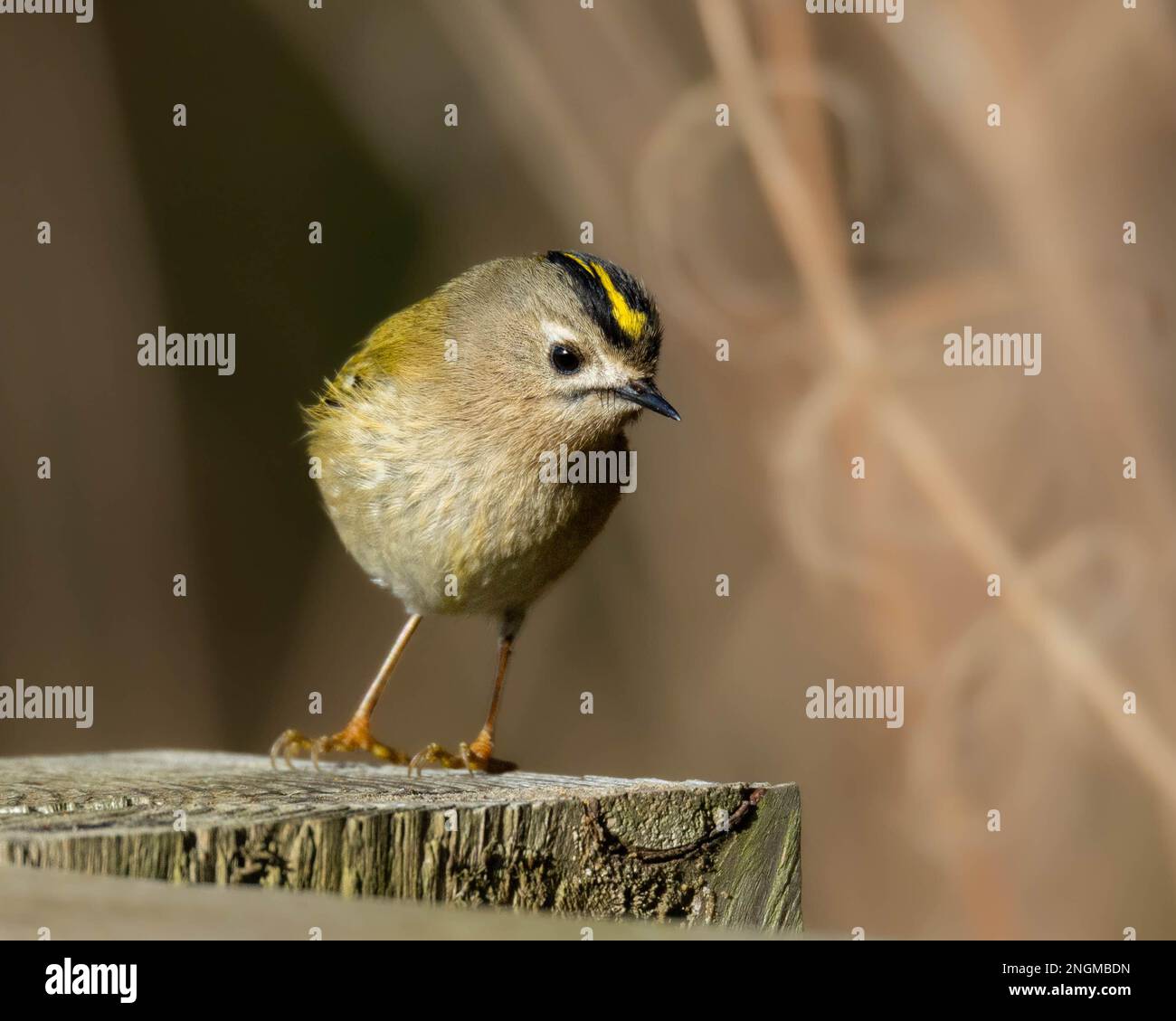 Birds with a crest hi-res stock photography and images - Alamy