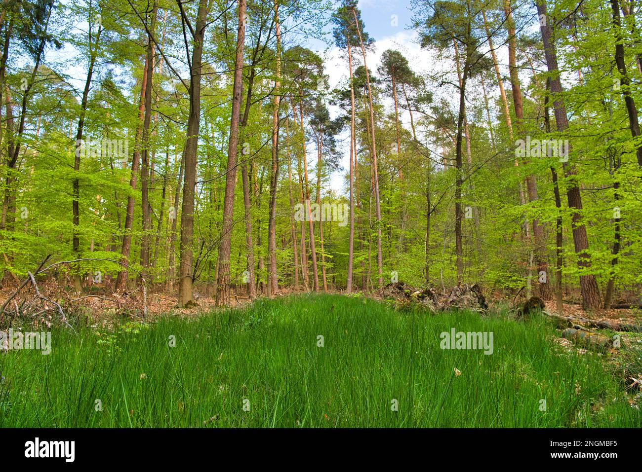 Pine forest with green lush grass in spring, Germany, Hessen Stock ...