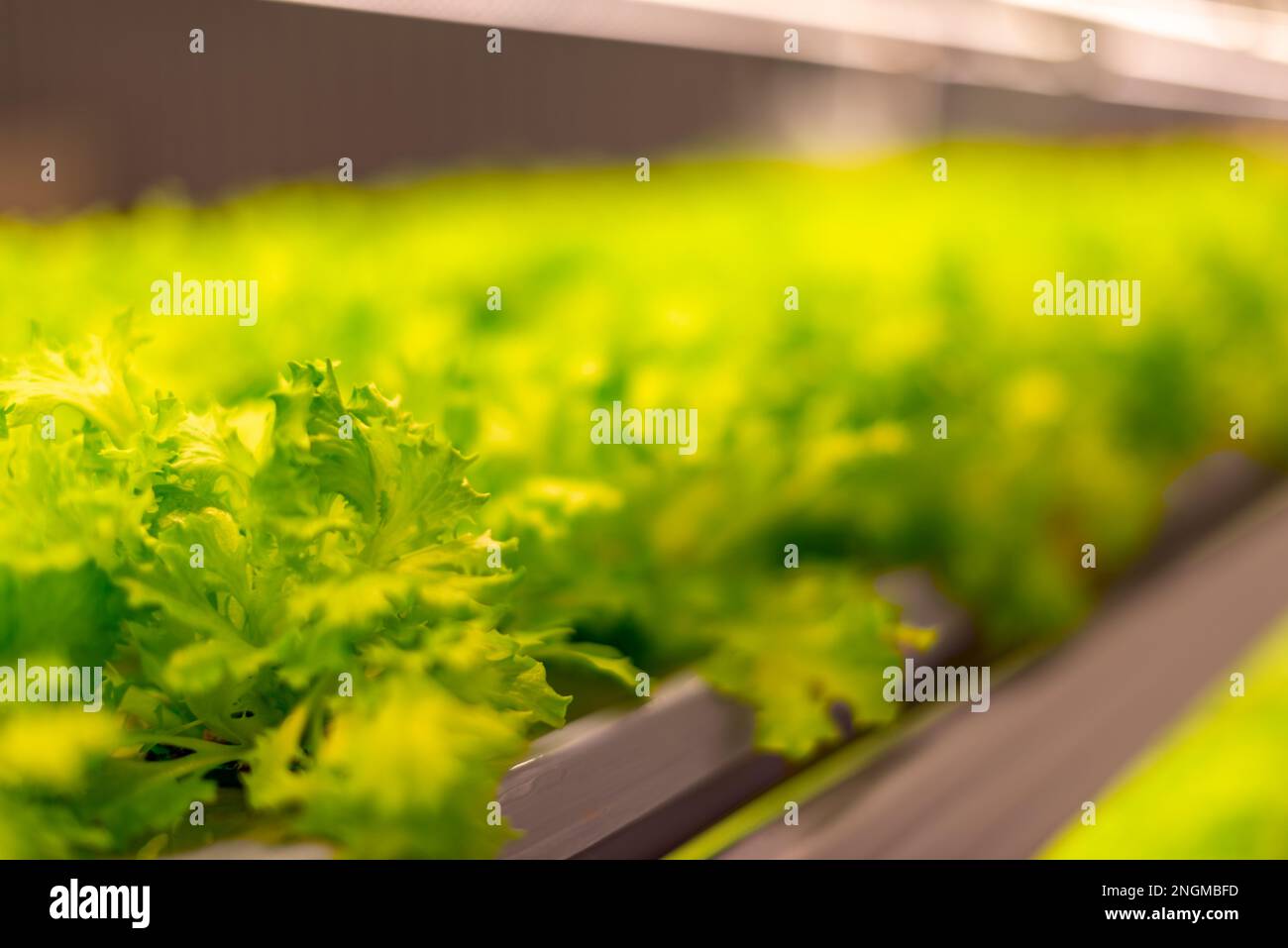 Fresh leaves of microgreen plants on the bright light of ice lamps of a ...