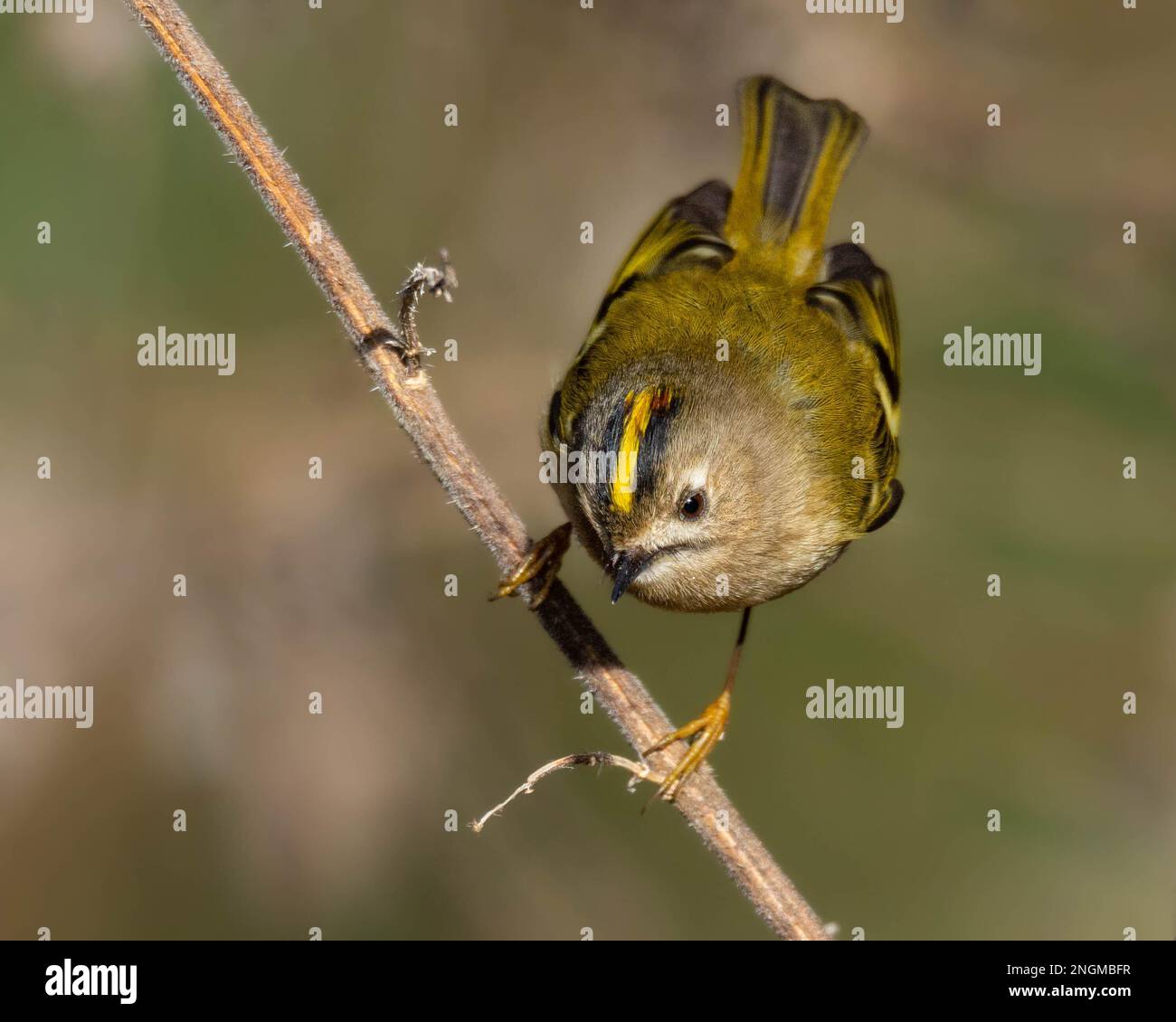 Goldcrest photos hi-res stock photography and images - Alamy