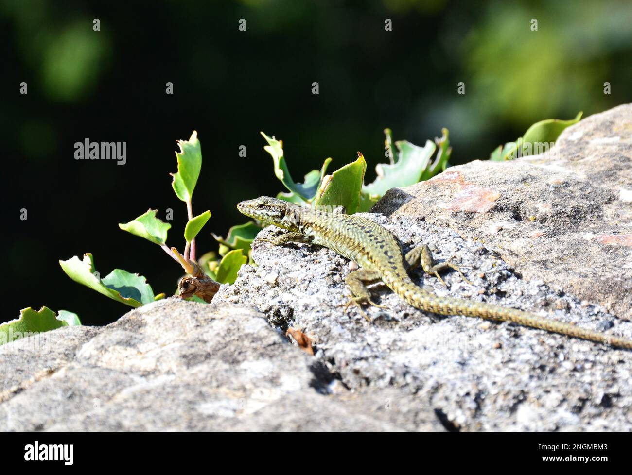 Small lizard on the top of a stone wall. Bergamo, Italy Stock Photo - Alamy