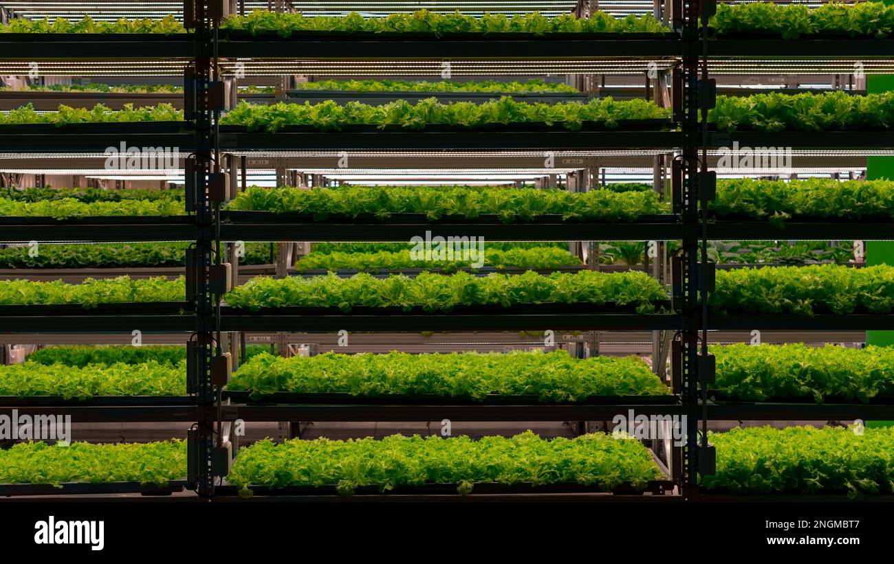 Shelves farm green plants indoors. Fresh microgreens automatic indoor ... Shelves farm green plants indoors. Fresh microgreens automatic indoor ...