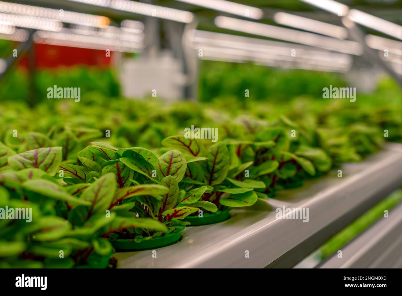 Leaves of microgreens in pots under led lamps in hydroponics indoors ...