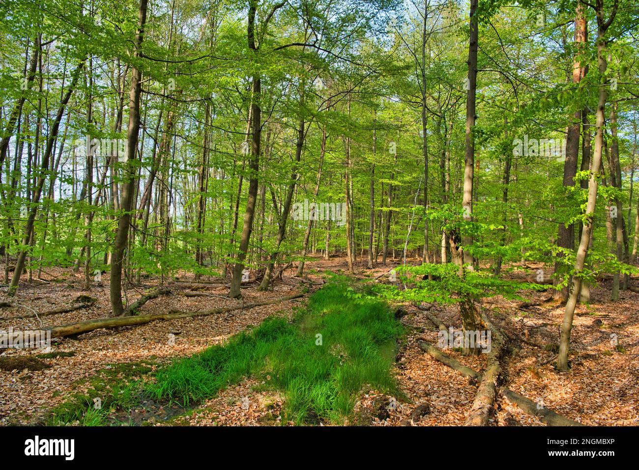 Pine forest with green lush grass in spring, Germany, Hessen Stock ...