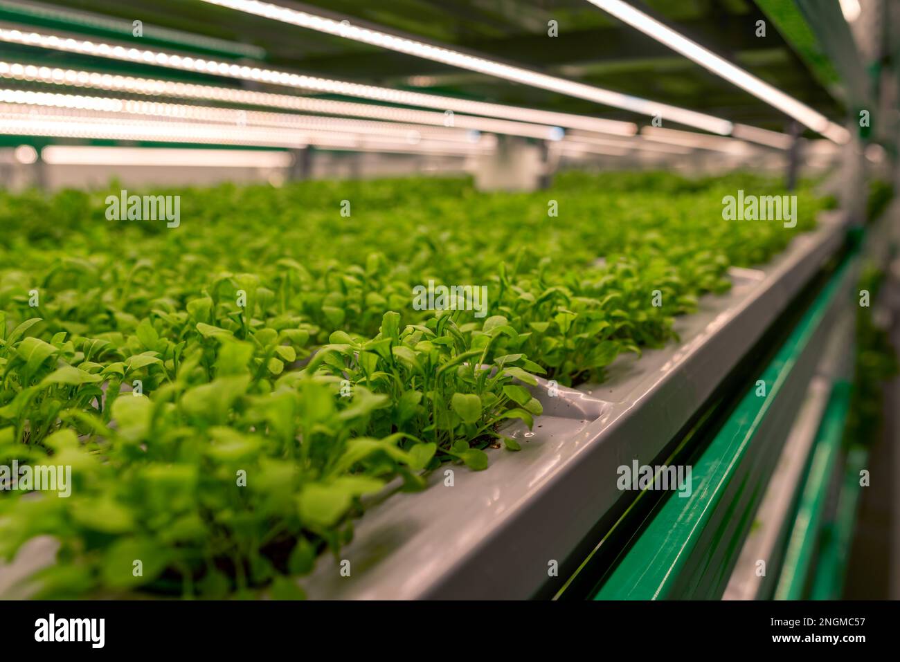 Fresh leaves of microgreen plants on shelves in the bright light of ice ...