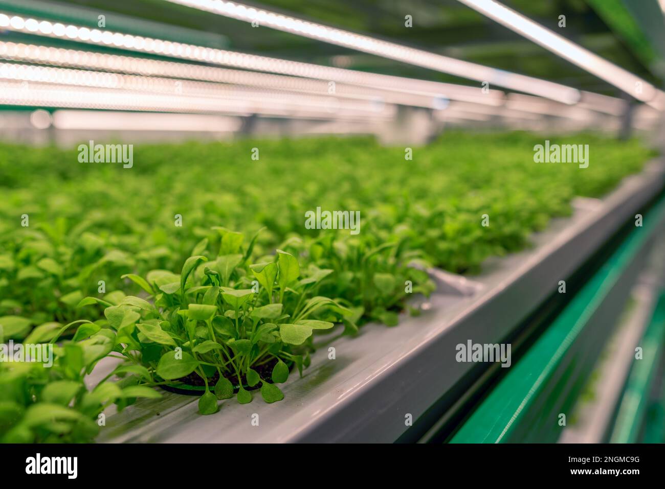 Growing microgreens on shelves vertical hi-res stock photography and ...