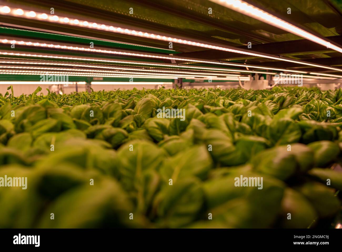 Growing microgreens on shelves vertical hi-res stock photography and ...