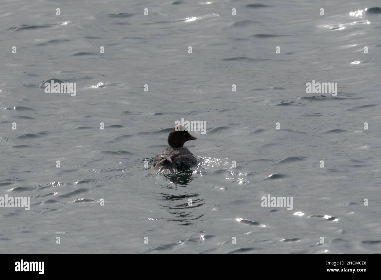Female Common Goldeneye in the water Stock Photo - Alamy