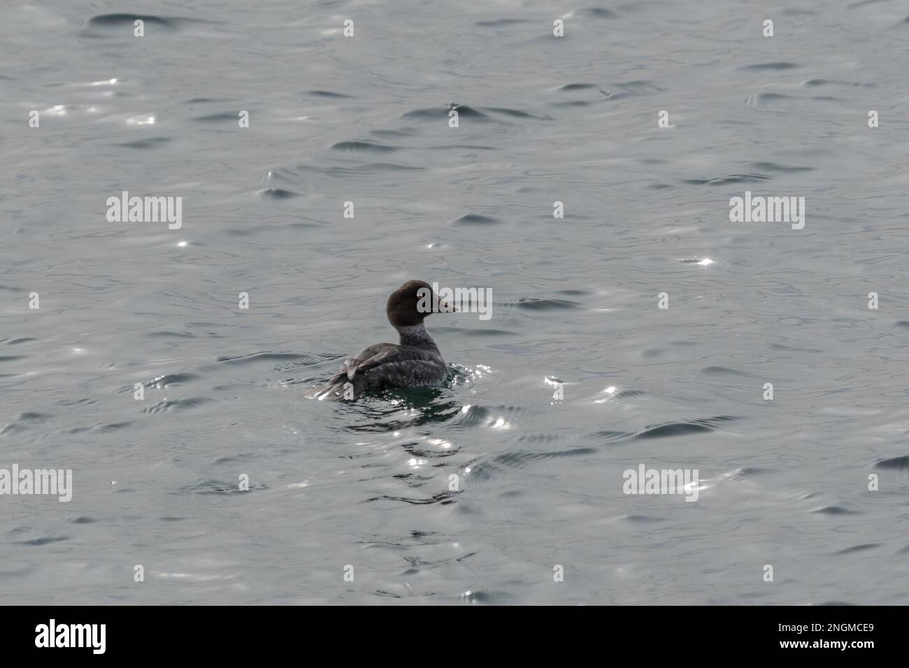 Female Common Goldeneye in the water Stock Photo - Alamy