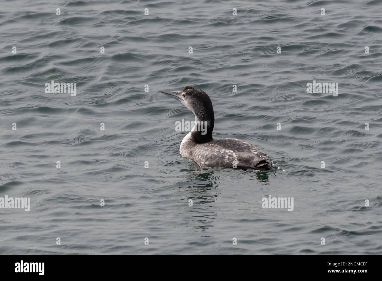 Loon in nonbreeding plumage in the water Stock Photo - Alamy