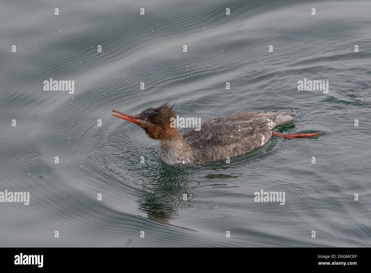 Red-breasted merganser female shaking off water Stock Photo - Alamy