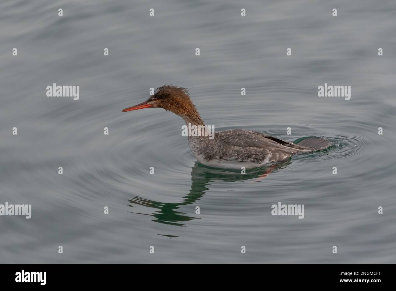 Red breasted merganser female diving sequence 1 of 5 Stock Photo - Alamy