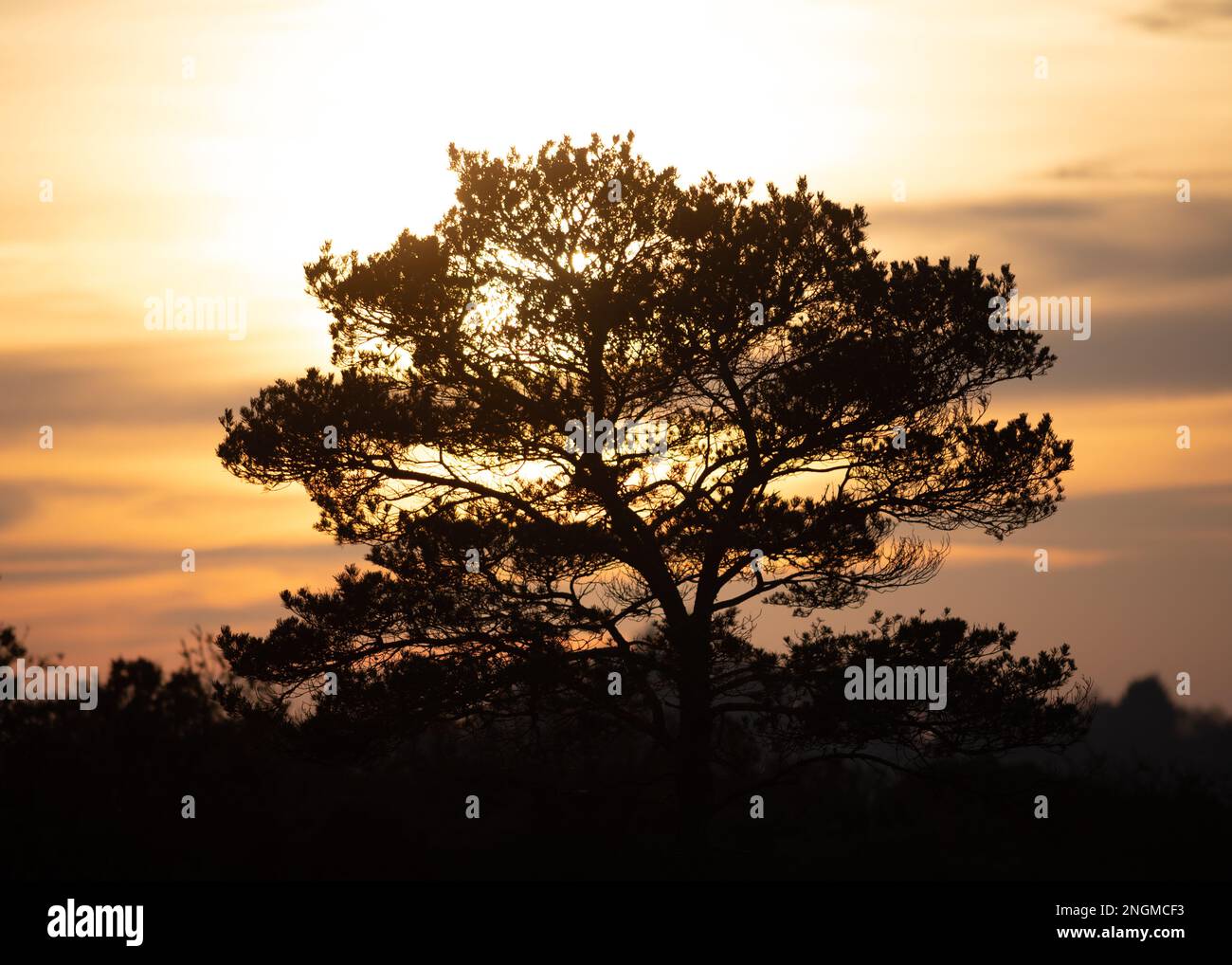 Backlit tree hi-res stock photography and images - Alamy