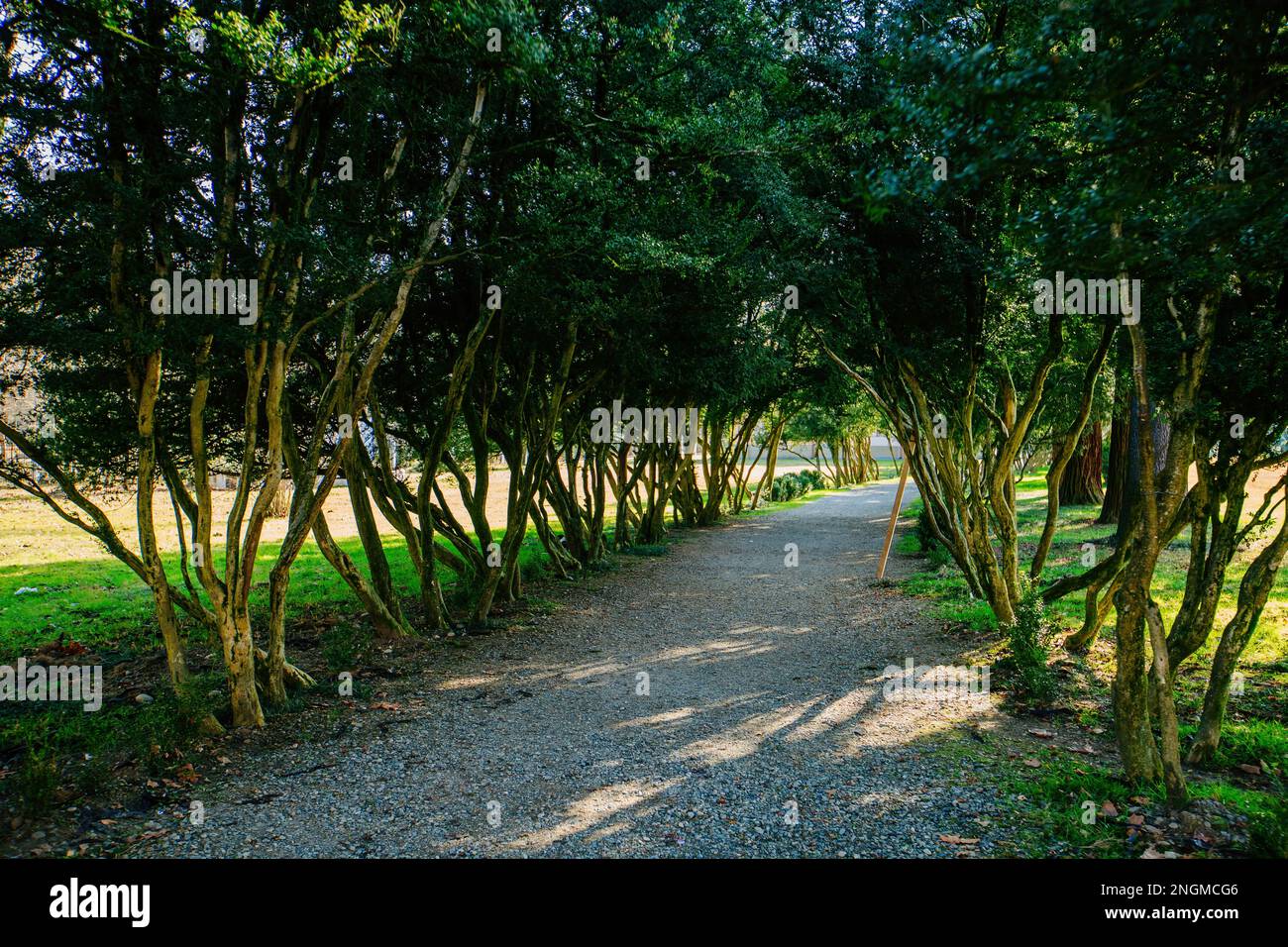 Trees in form of arched green pathway in the park Stock Photo - Alamy