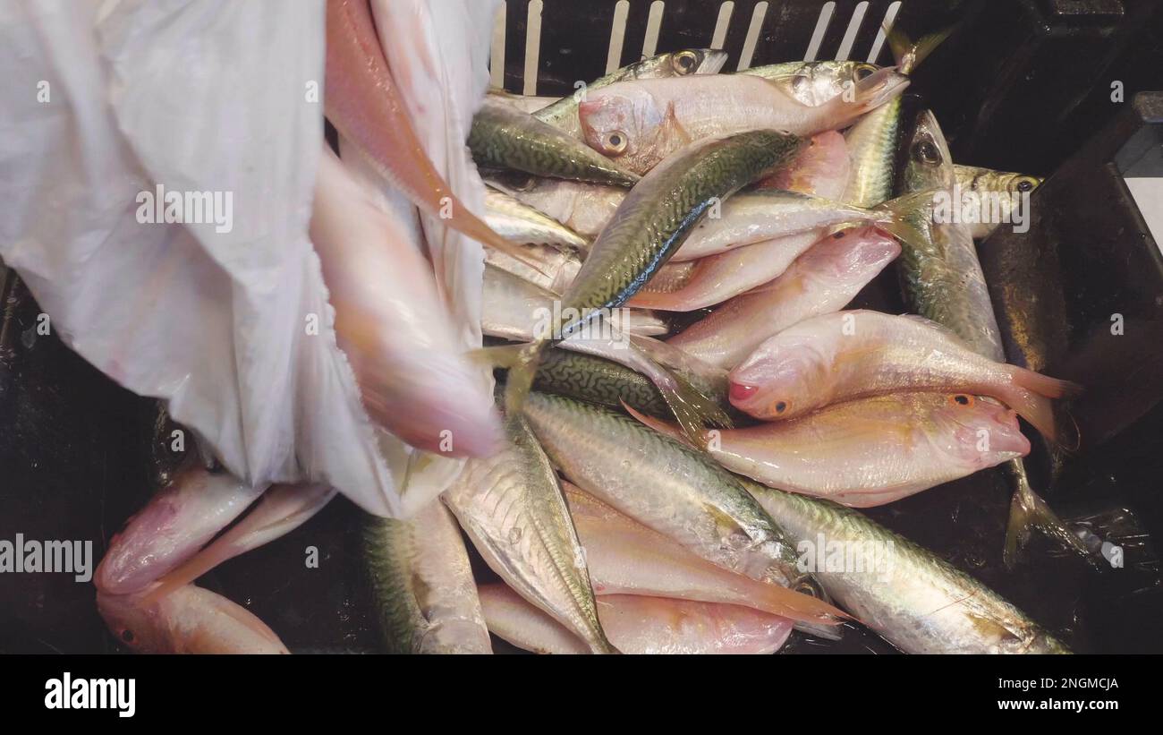 Placing fresh raw fish into container Stock Photo - Alamy