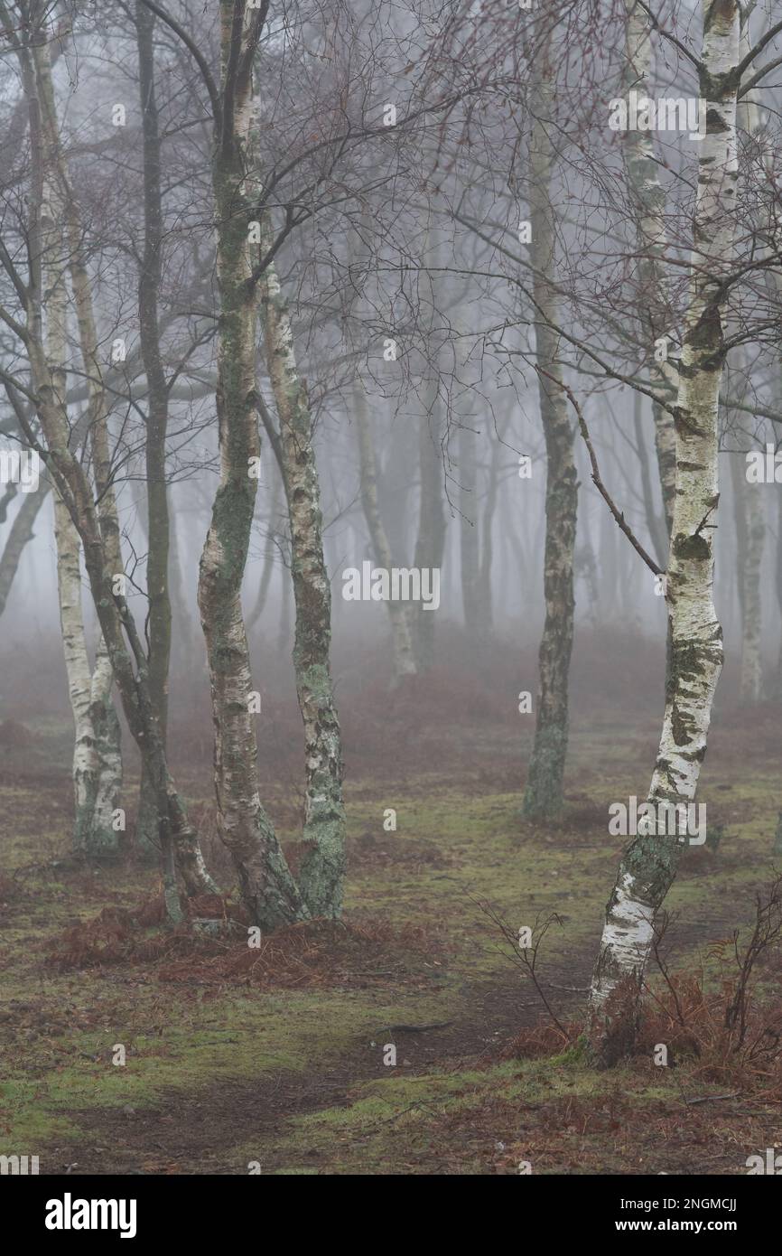 Misty woodland of silver birch (Betula pendula) trees Stock Photo - Alamy