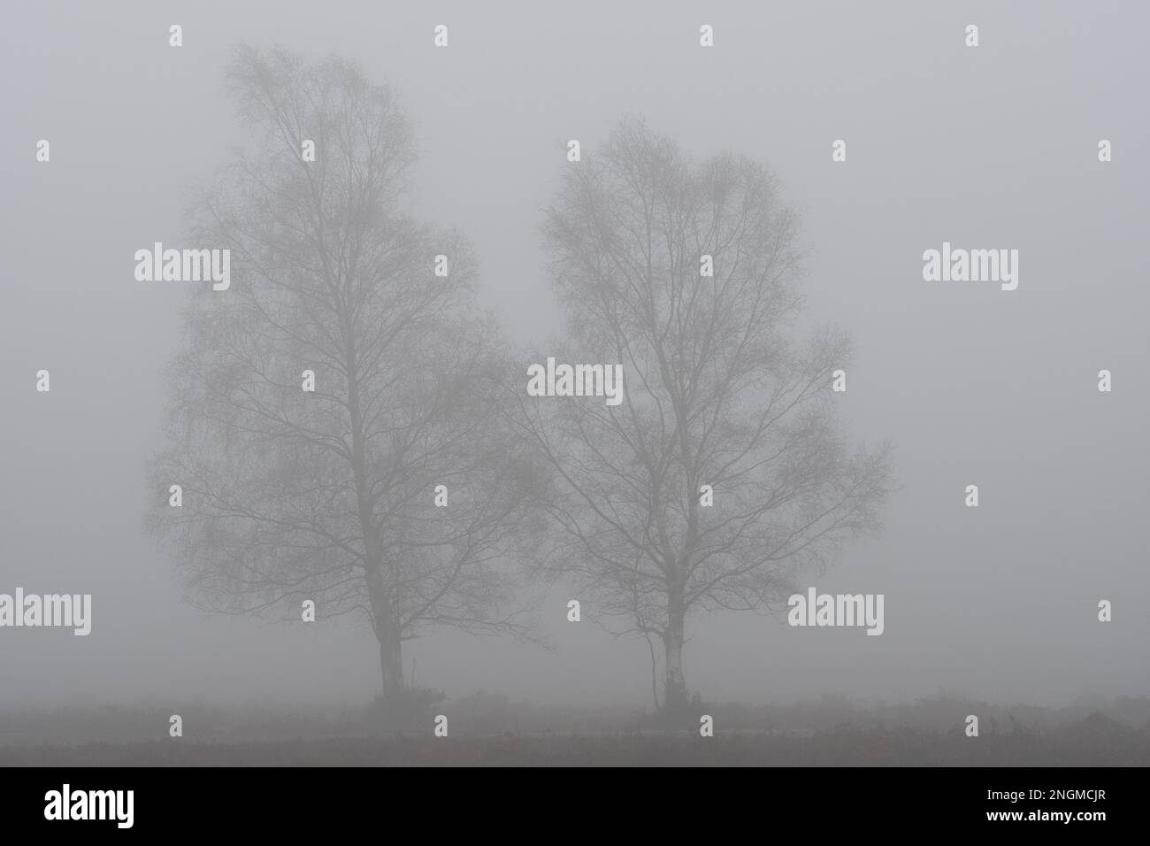 Trees shrouded in mist Stock Photo - Alamy