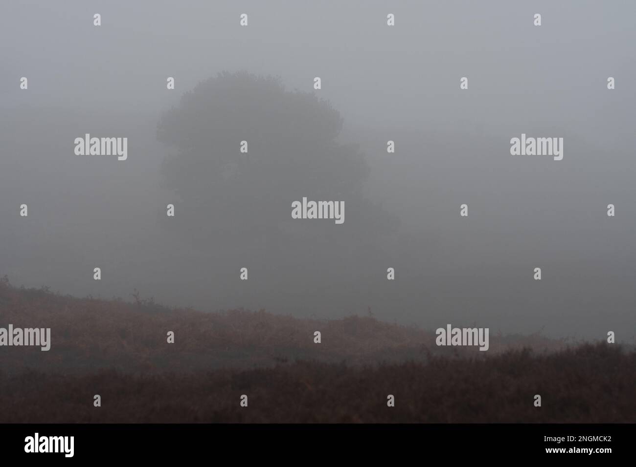 Trees shrouded in mist Stock Photo - Alamy