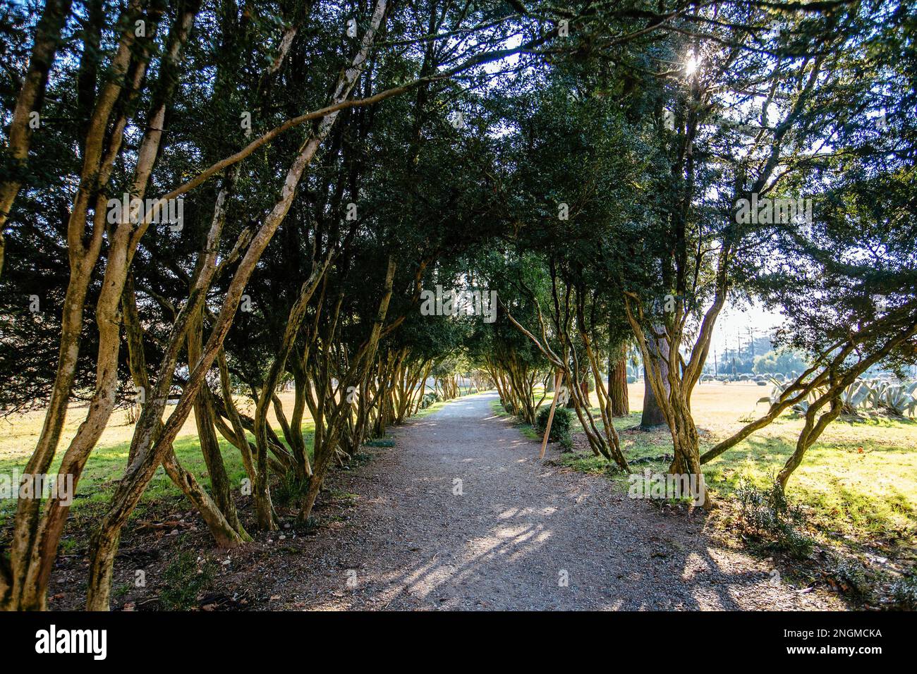 Arched green natural tunnel hi-res stock photography and images - Alamy
