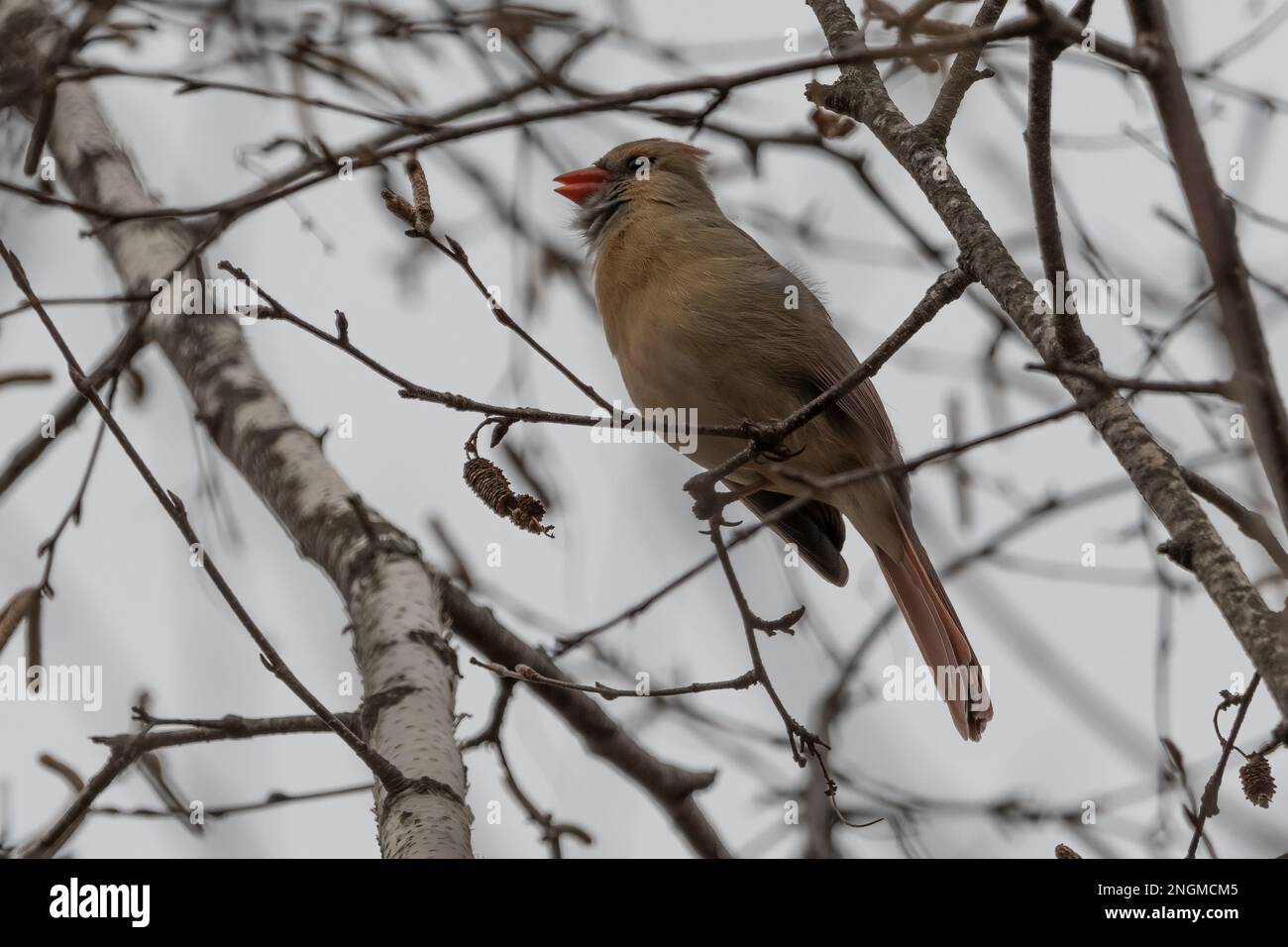 Cardinal in tree hi-res stock photography and images - Alamy