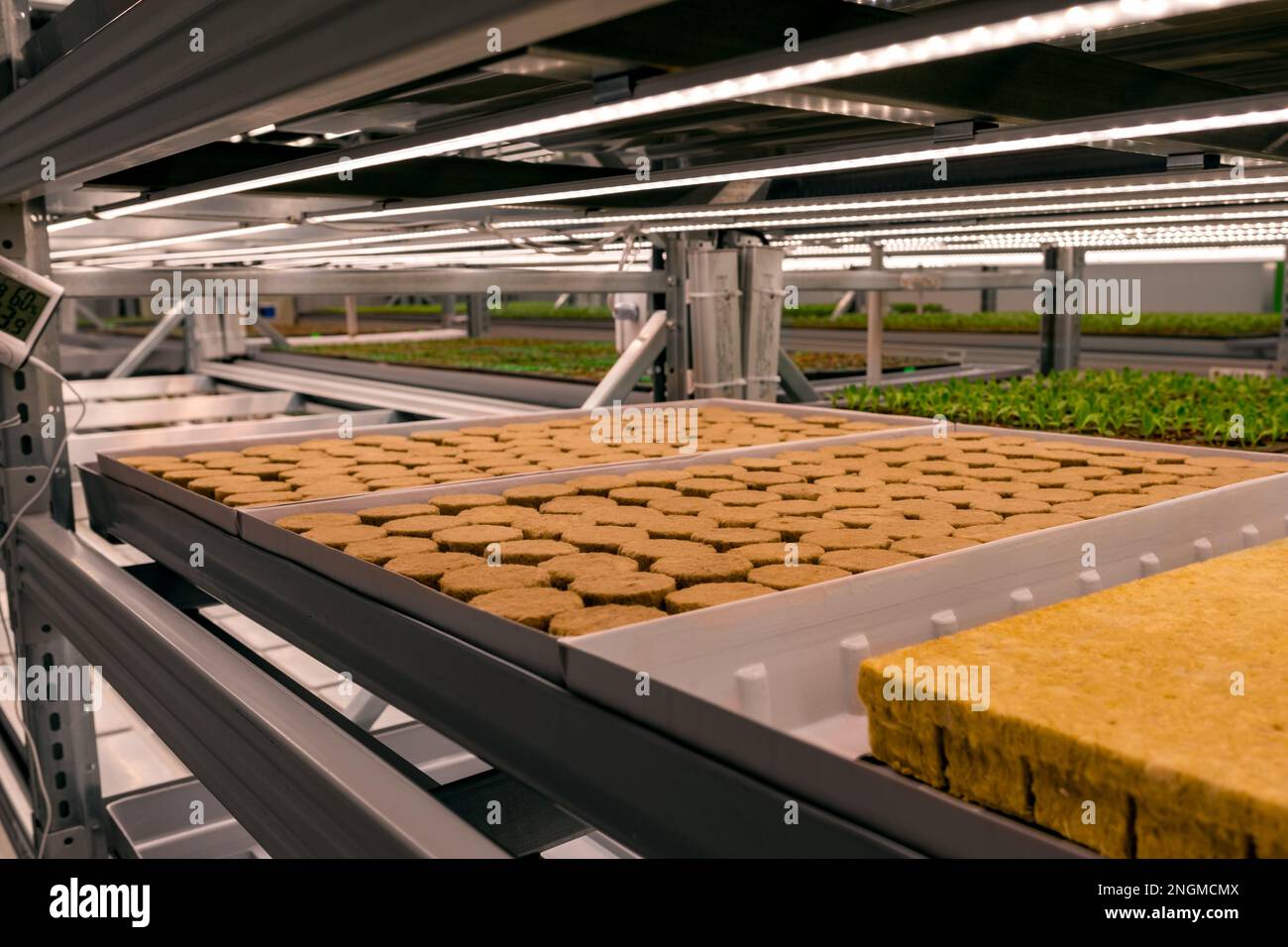 Fresh peat tablets for germinating hydroponic seeds in a vertical farm ...