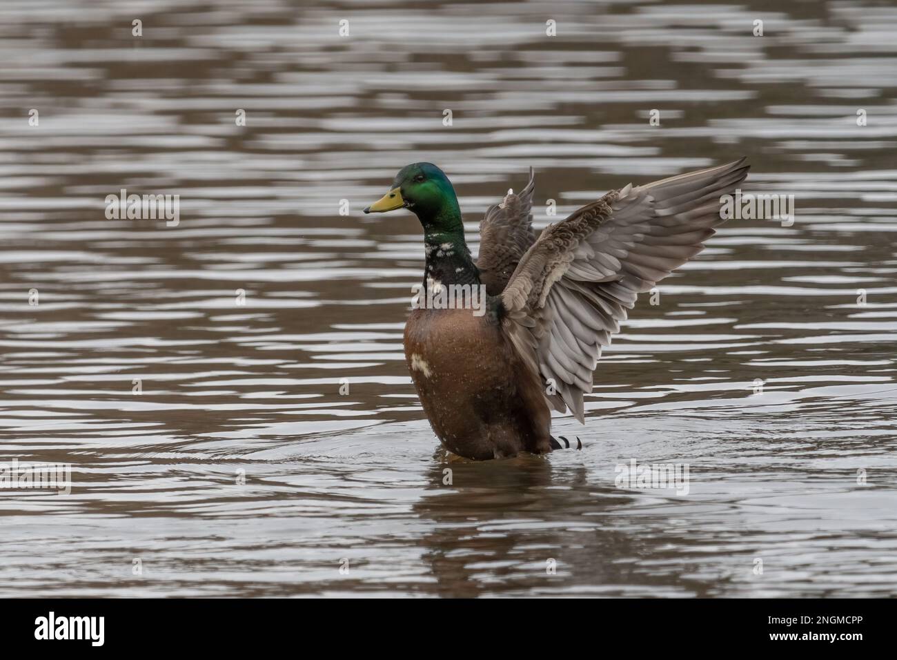 Hybrid mallard drake flapping wings Stock Photo - Alamy