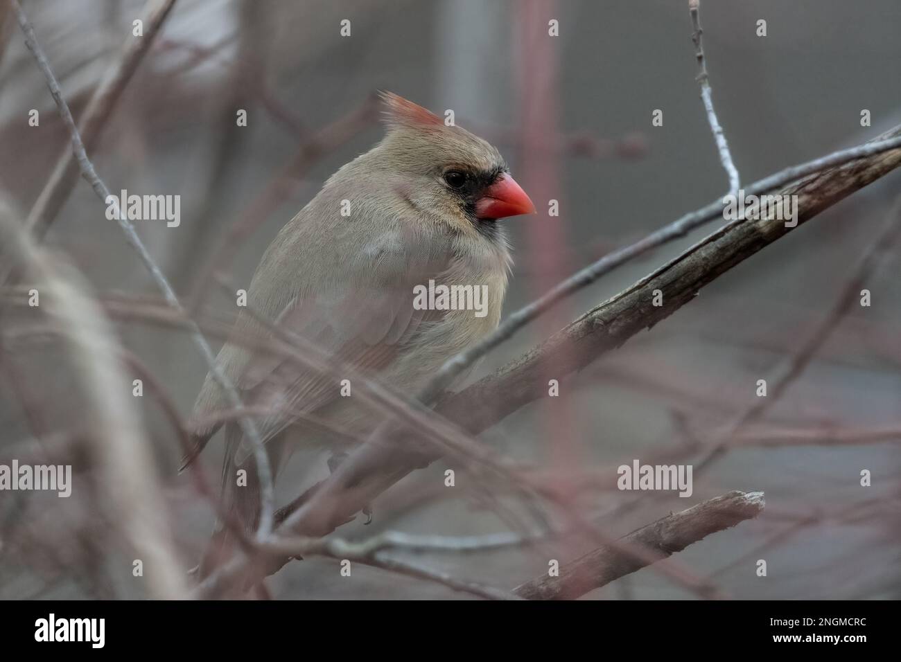 Cardinal in tree hi-res stock photography and images - Alamy