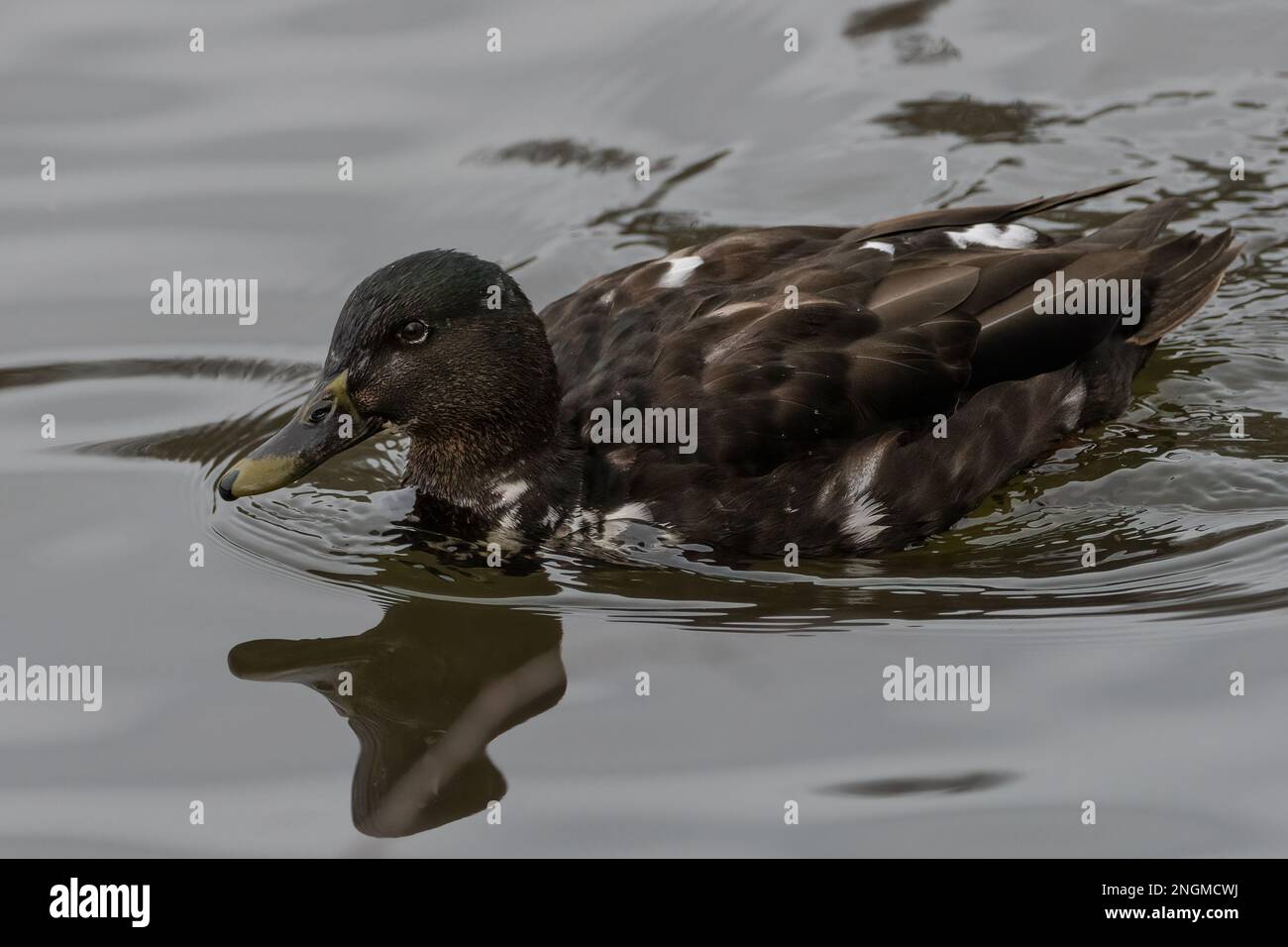 Hybrid mallard duck swimming in the water Stock Photo - Alamy
