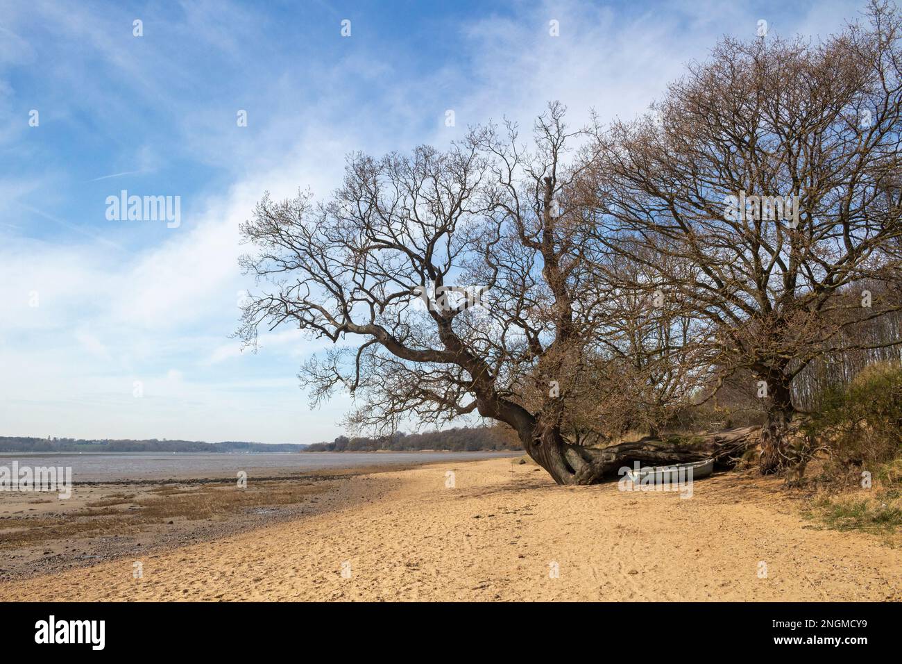 Fallen tree that is still growing on the beach at Nacton Foreshore ...