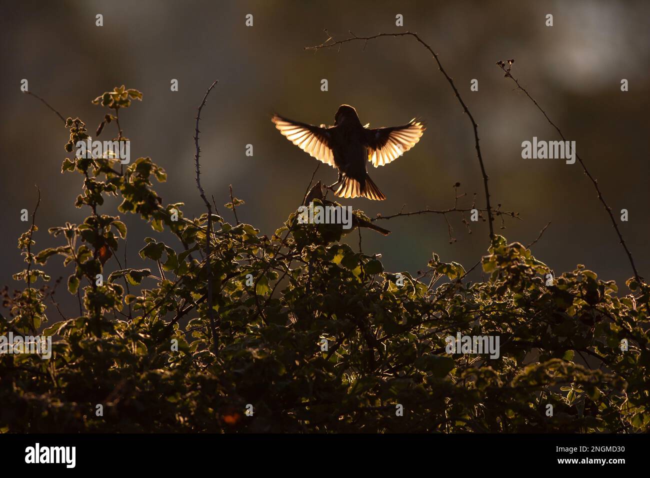 courtship dance of sparrows in backlight, House Sparrow, Passer domesticus Stock Photo - Alamy