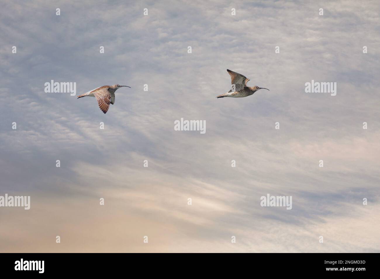big water bird flight, Whimbrel, Numenius phaeopus Stock Photo - Alamy