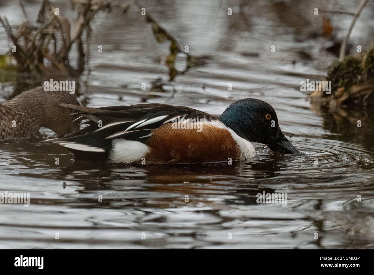 Shoveler drake hi-res stock photography and images - Alamy