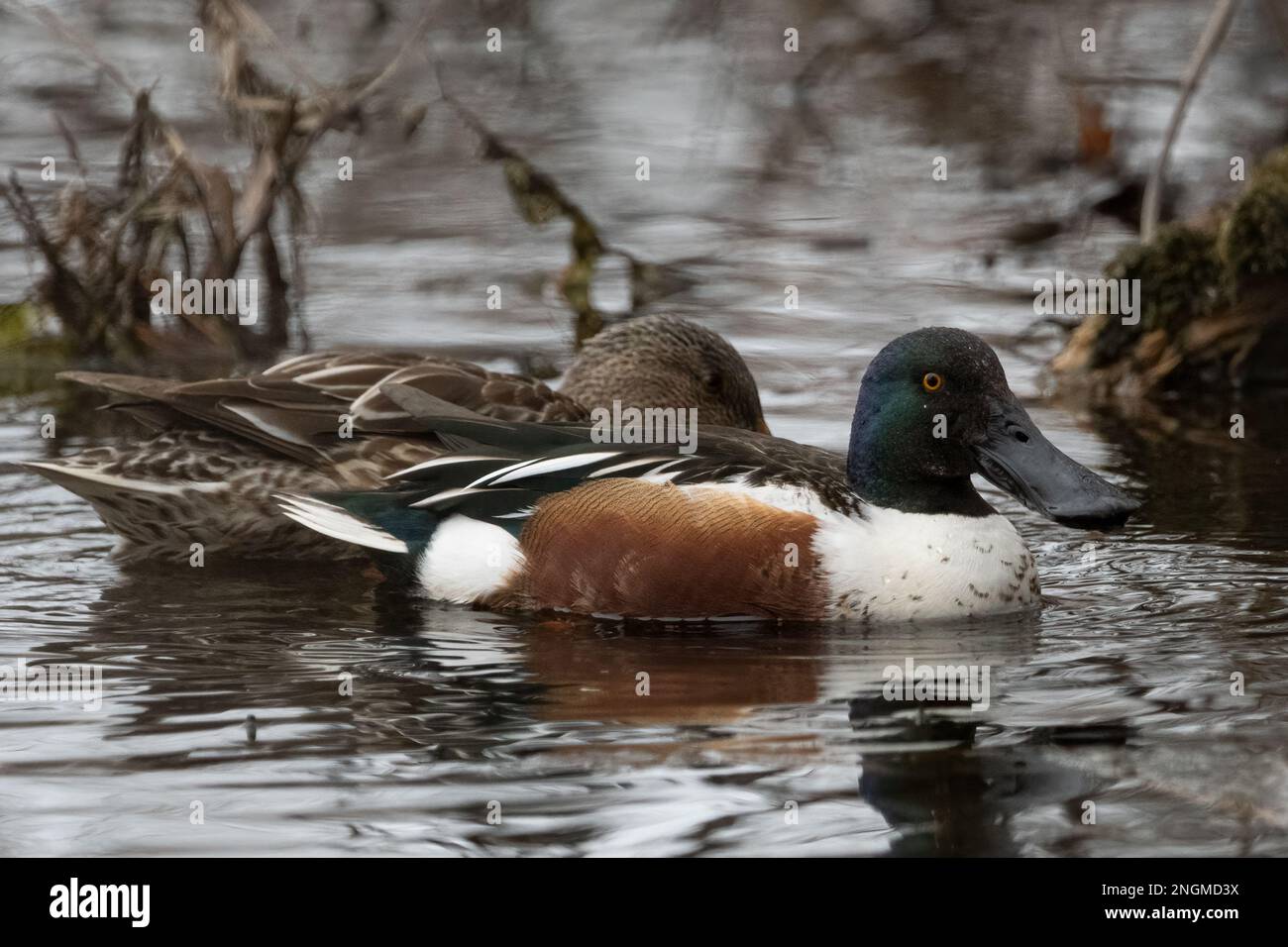 Northern shoveler drake and hen Stock Photo - Alamy
