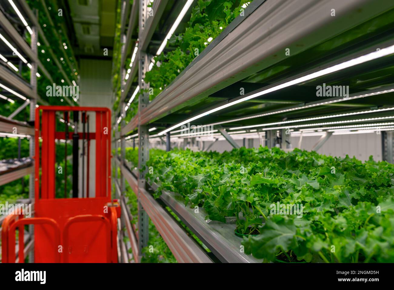 Elevator lift between racks with young microgreens in pots under led ...