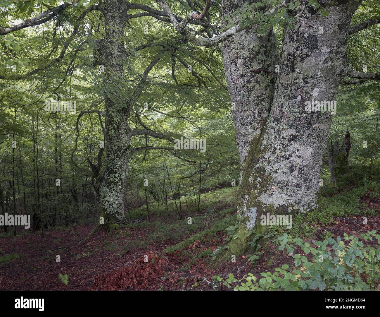 Beautiful Atlantic Forest in Asturias, Spain Stock Photo - Alamy