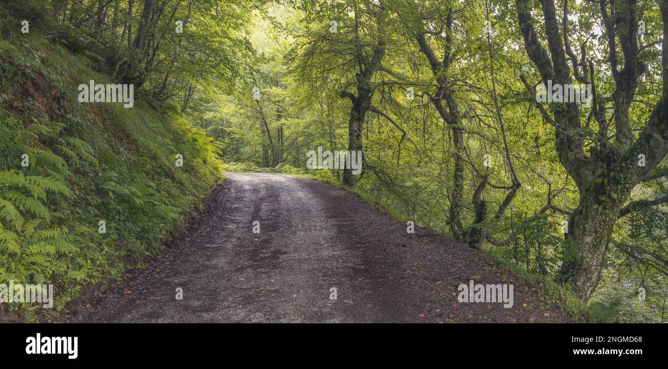 Restoring forest hi-res stock photography and images - Alamy