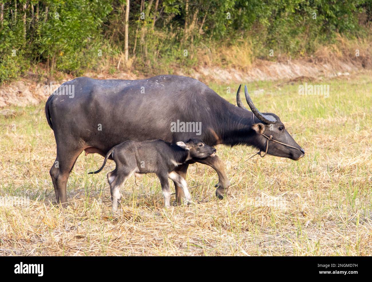 A water buffalo with a calf is grazing in a meadow at the sunset Stock ...
