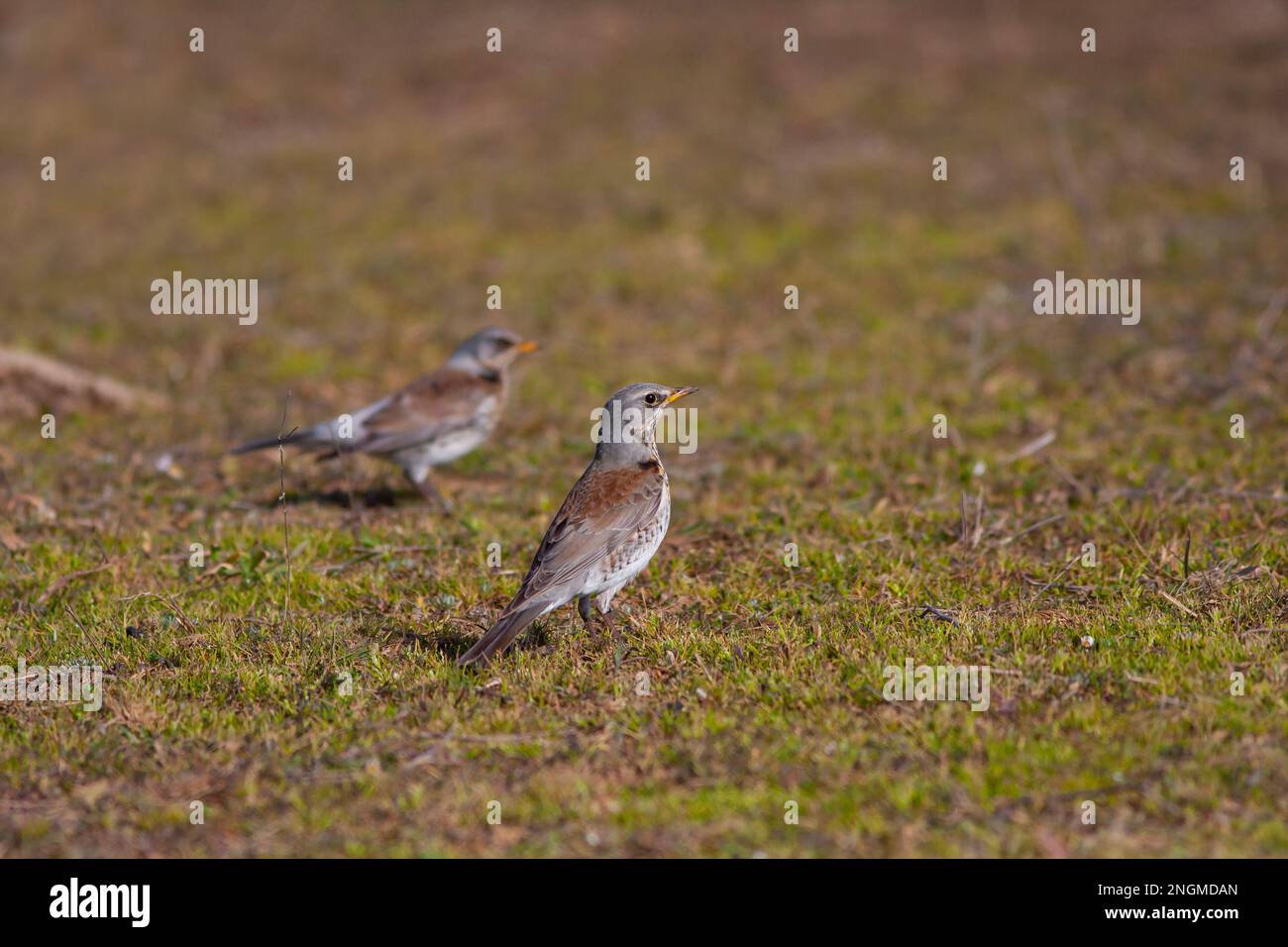 bird watching on the grass, Fieldfare, Turdus pilaris Stock Photo - Alamy