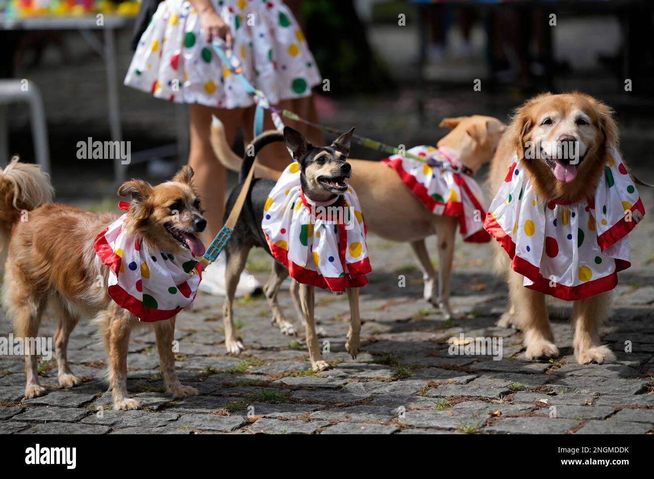 Dogs don clown costumes at the "Blocao" dog carnival parade, in Rio de ...