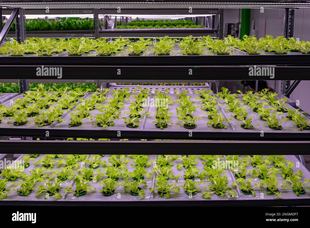 Shelves vertical farm growing fresh plants indoors. Fresh microgreens ...